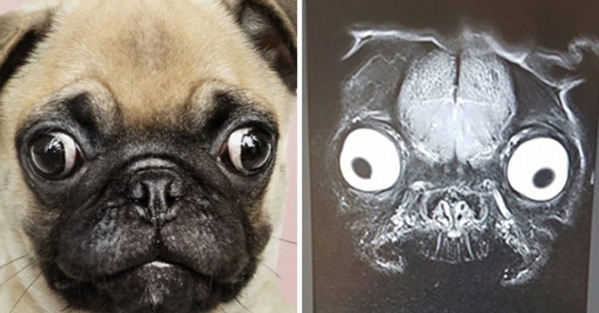 퍼그의 MRI 사진에 터진 웃음보 그리고 진실 - 비마이펫 크리에이터즈
