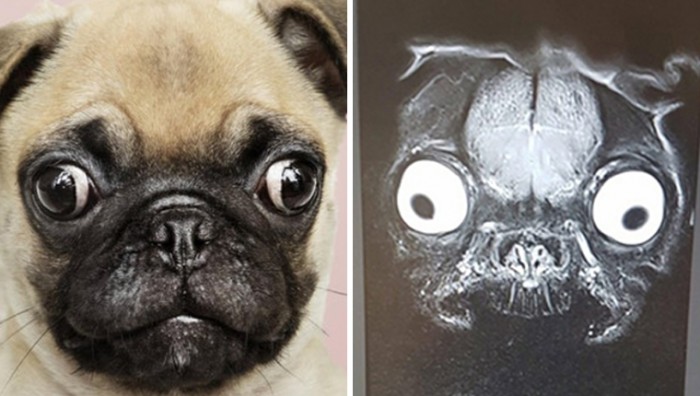 퍼그의 MRI 사진에 터진 웃음보 그리고 진실 - 비마이펫 크리에이터즈