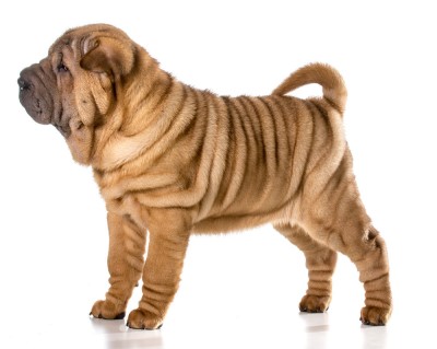 불독보다도 주름이 많은 채로 태어나는 차이니스 샤페이 Chinese shar-pei - 비마이펫 크리에이터즈